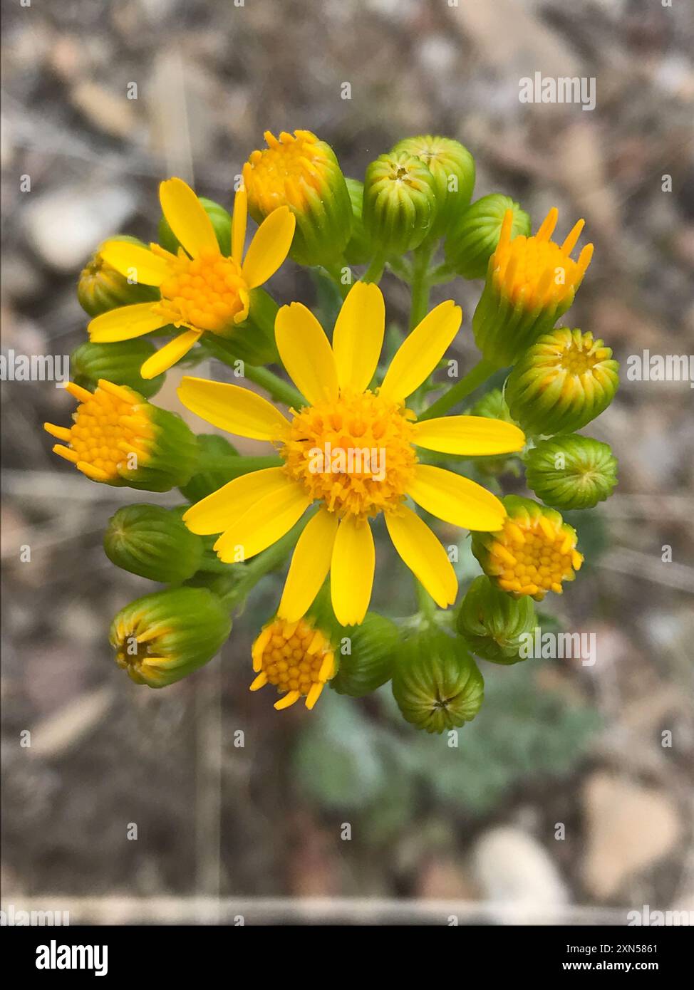 Lobeleaf Groundsel (Packera multilobata) Plantae Stock Photo - Alamy
