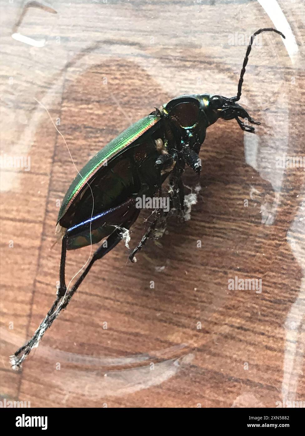 Fiery Searcher (Calosoma scrutator) Insecta Stock Photo - Alamy