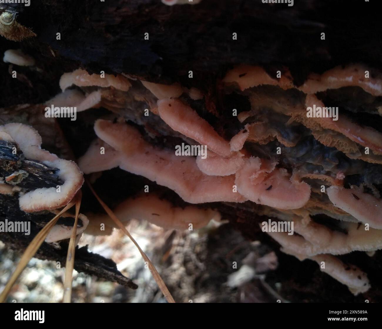 Coral pink merulius hi-res stock photography and images - Alamy
