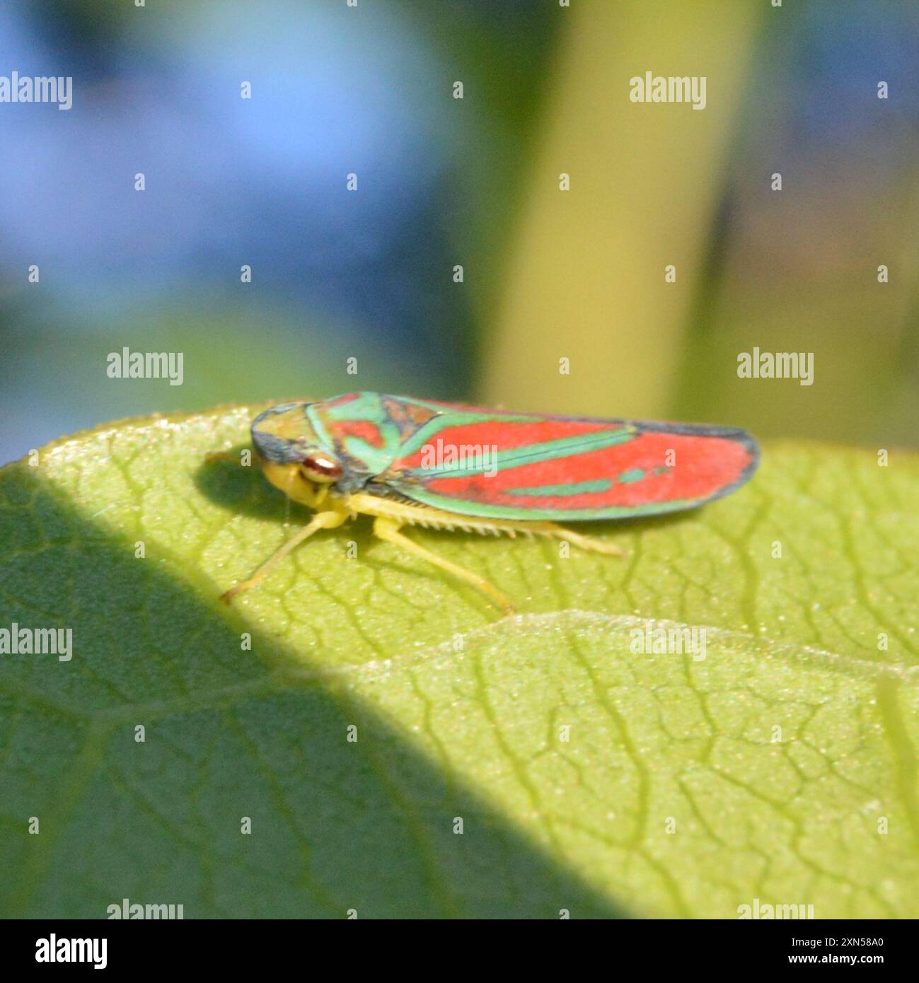 Red-banded Leafhopper (Graphocephala coccinea) Insecta Stock Photo - Alamy