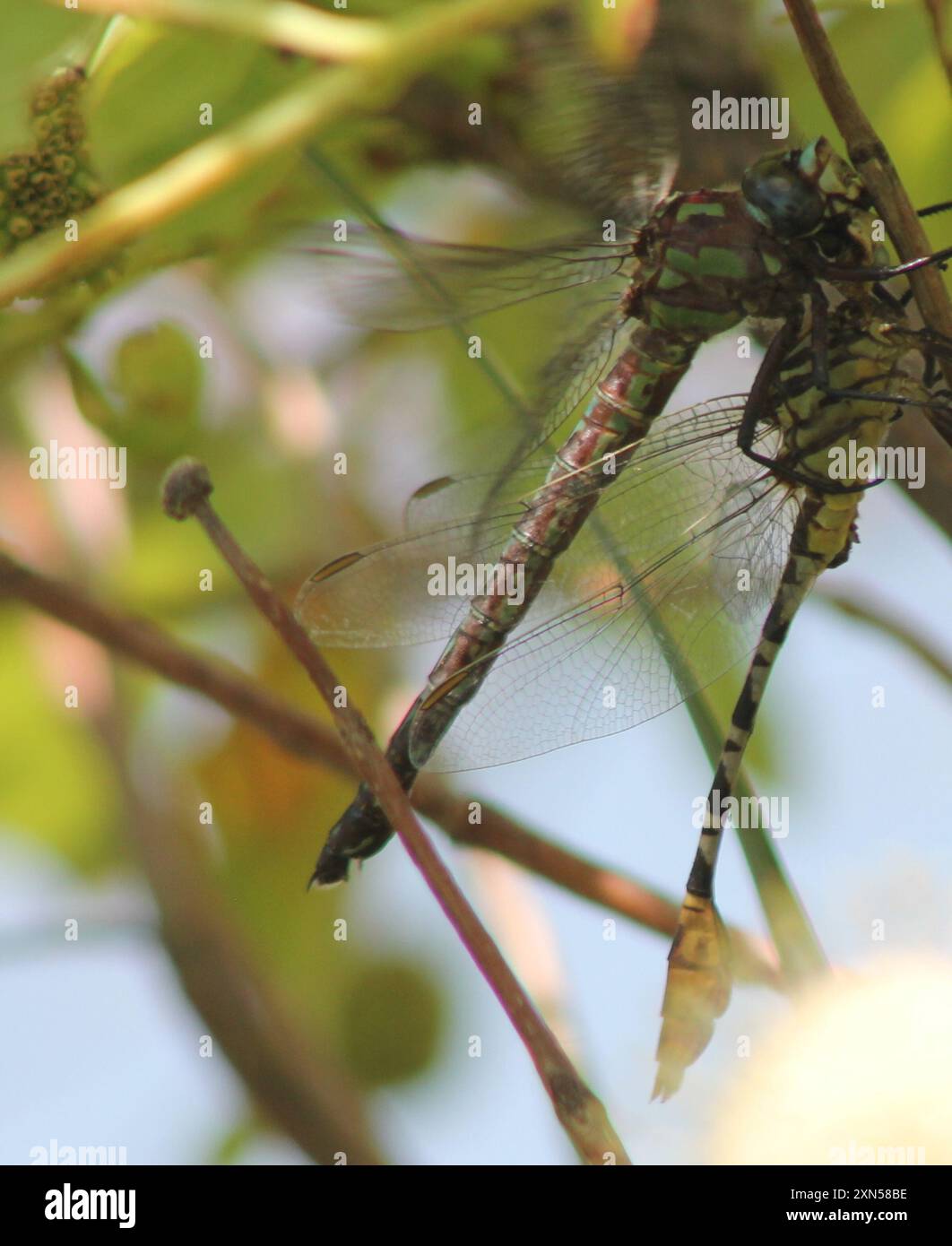 Cyrano Darner (Nasiaeschna pentacantha) Insecta Stock Photo - Alamy