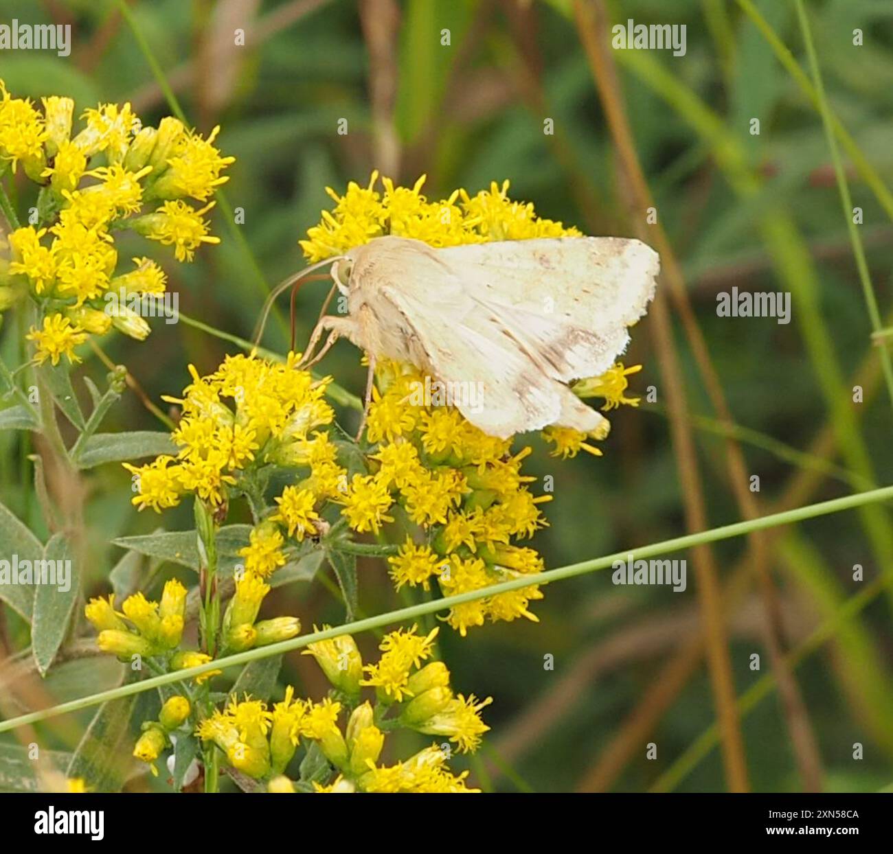 Corn Earworm Moth (Helicoverpa zea) Insecta Stock Photo - Alamy