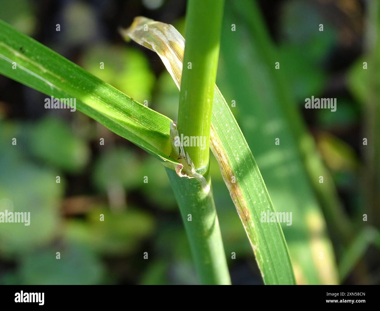 annual wild rice (Zizania aquatica) Plantae Stock Photo - Alamy