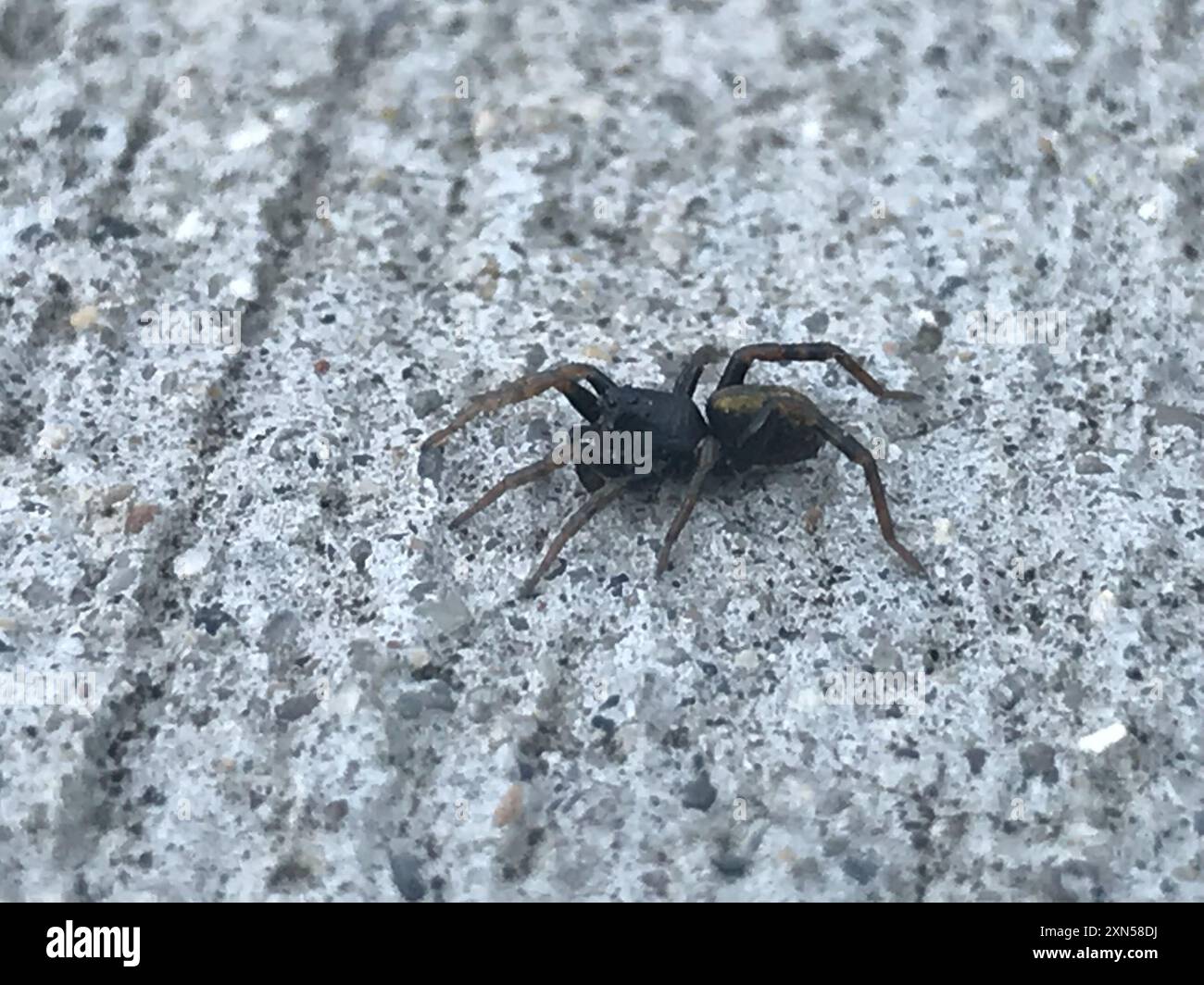 (Allocosa funerea) Arachnida Stock Photo - Alamy