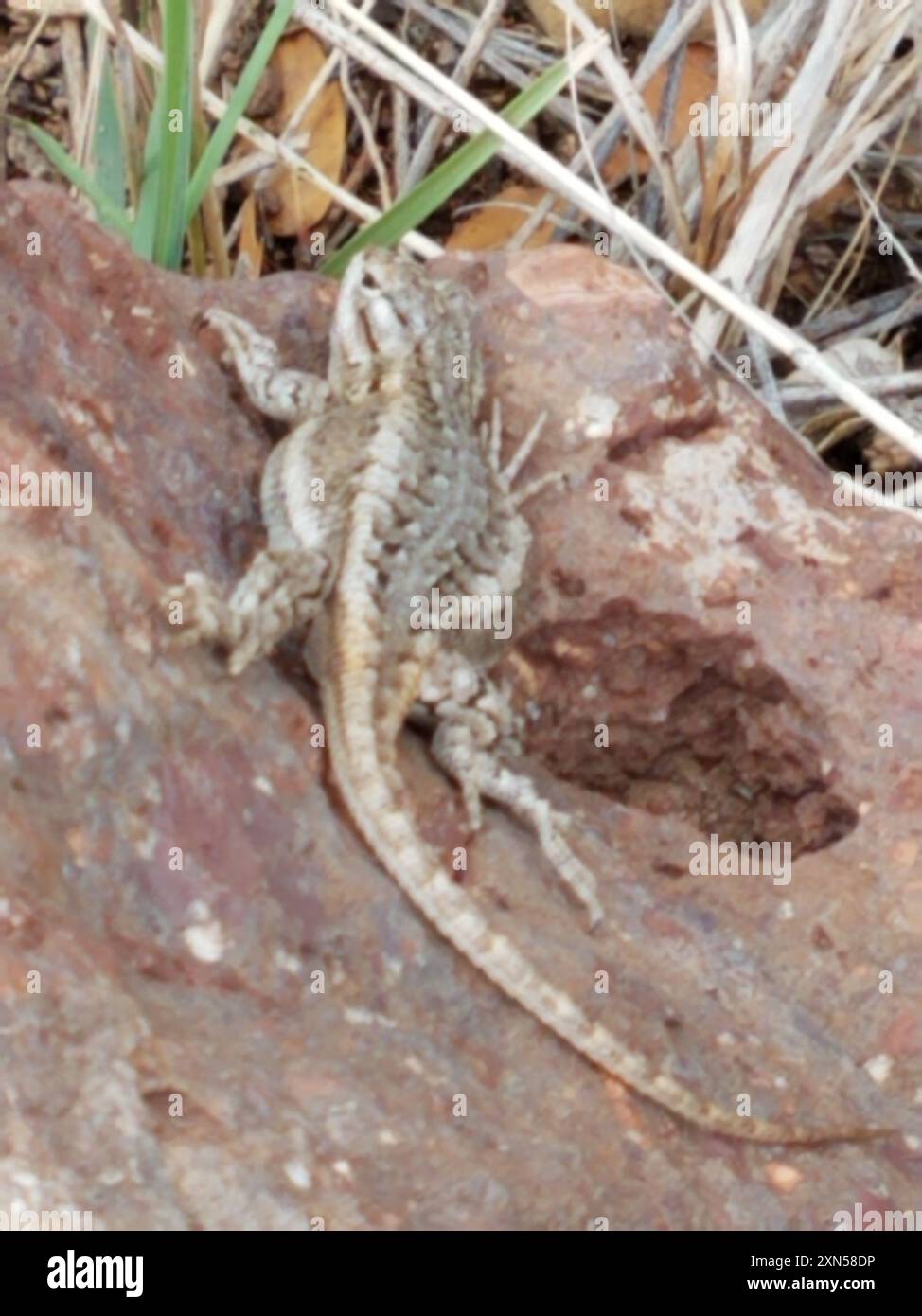 Southwestern Fence Lizard (Sceloporus cowlesi) Reptilia Stock Photo - Alamy