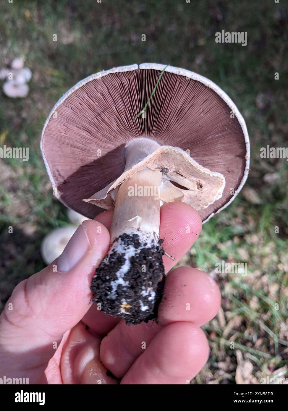 Yellow Stainer (Agaricus xanthodermus) Fungi Stock Photo - Alamy
