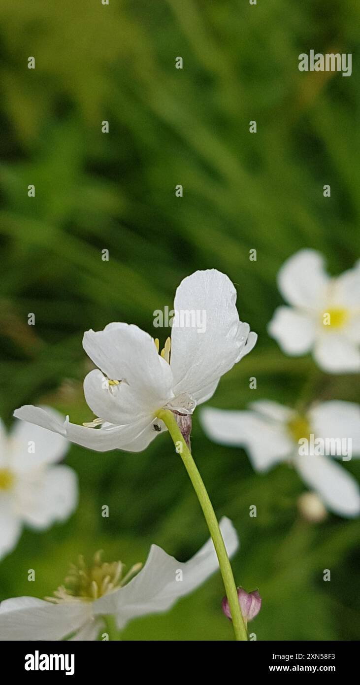Large White Buttercup (Ranunculus platanifolius) Plantae Stock Photo ...