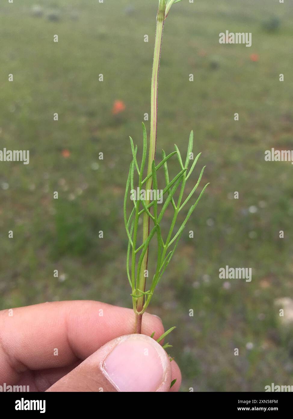southwestern cosmos (Cosmos parviflorus) Plantae Stock Photo - Alamy
