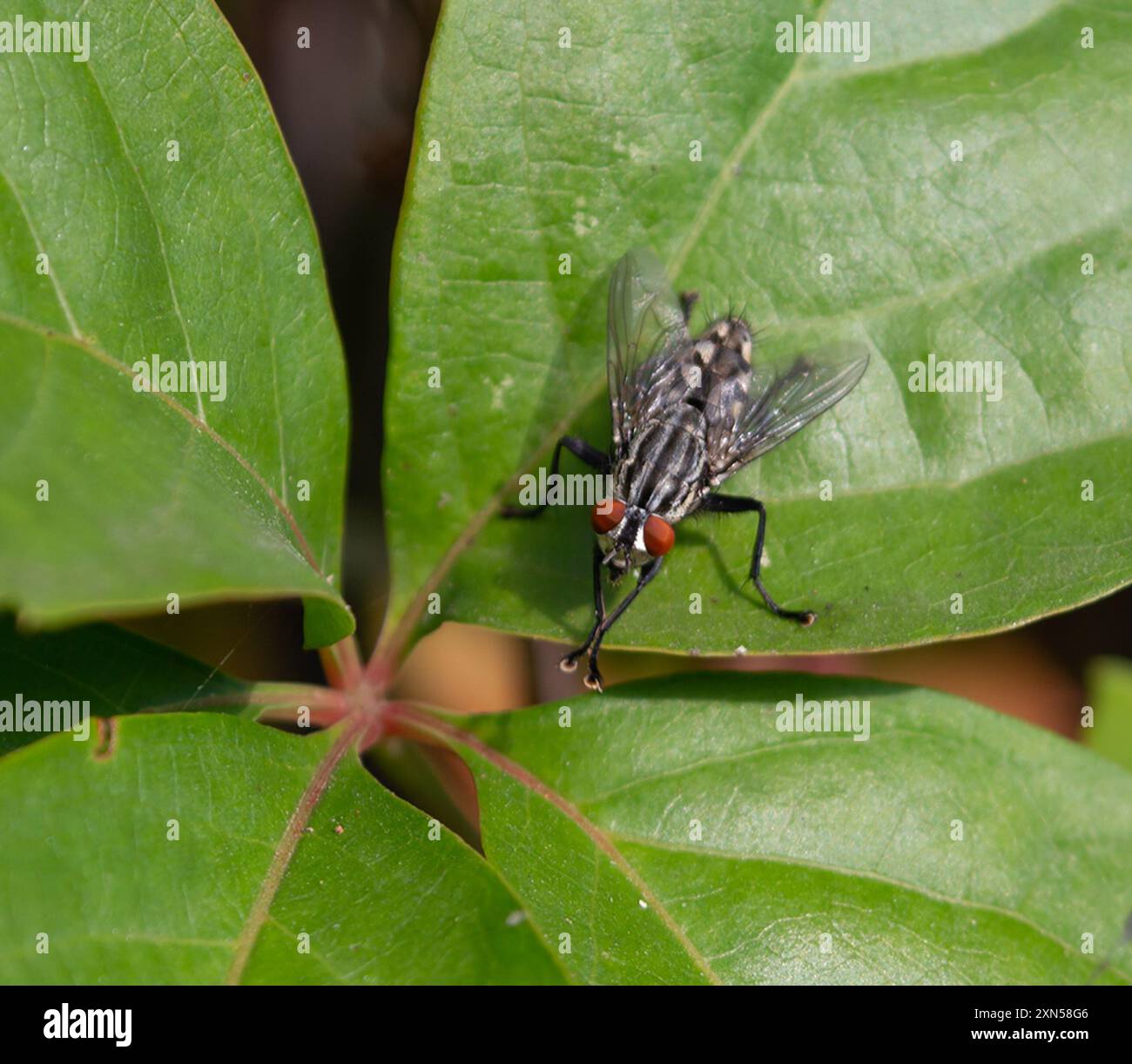 Common Flesh Flies (Sarcophaga) Insecta Stock Photo - Alamy