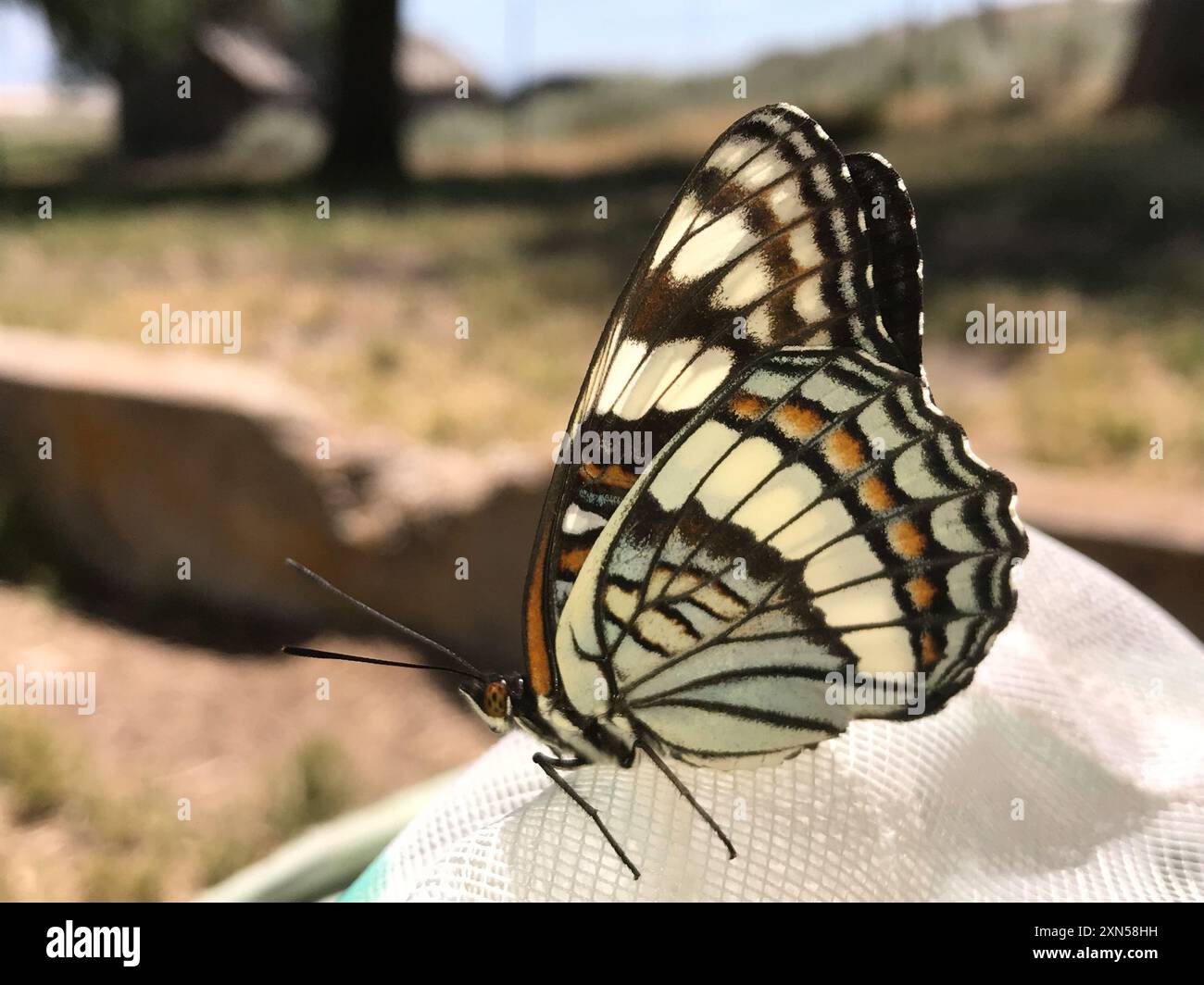 Weidemeyers admiral hi-res stock photography and images - Alamy