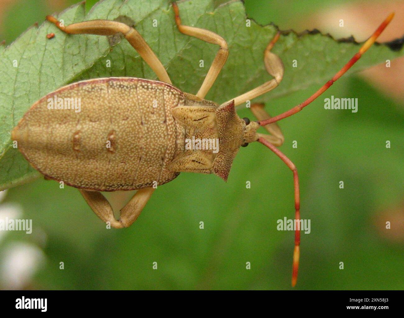 Leaf-footed Bugs (Coreidae) Insecta Stock Photo - Alamy
