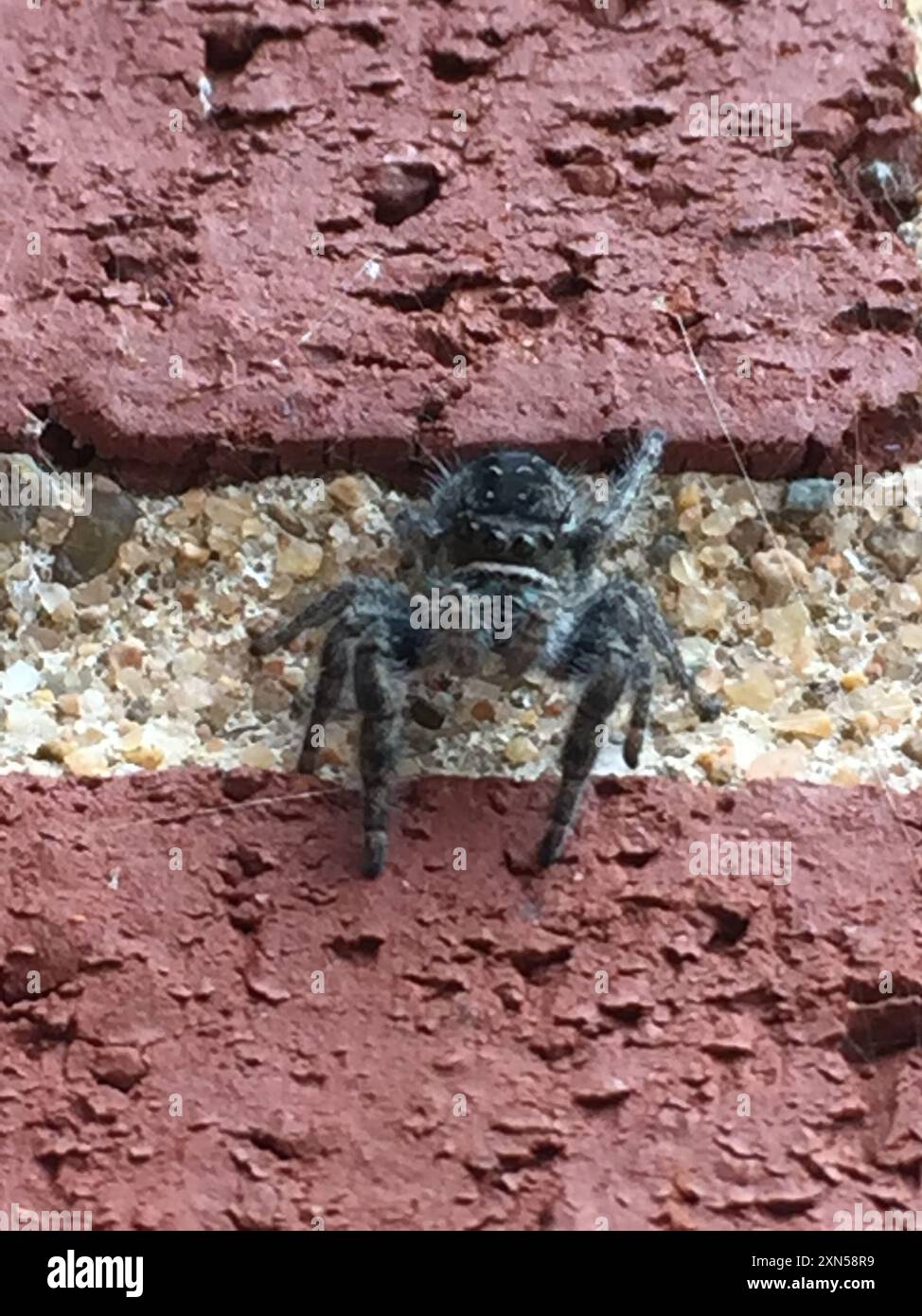 Marbled Purple Jumping Spider (Phidippus purpuratus) Arachnida Stock ...