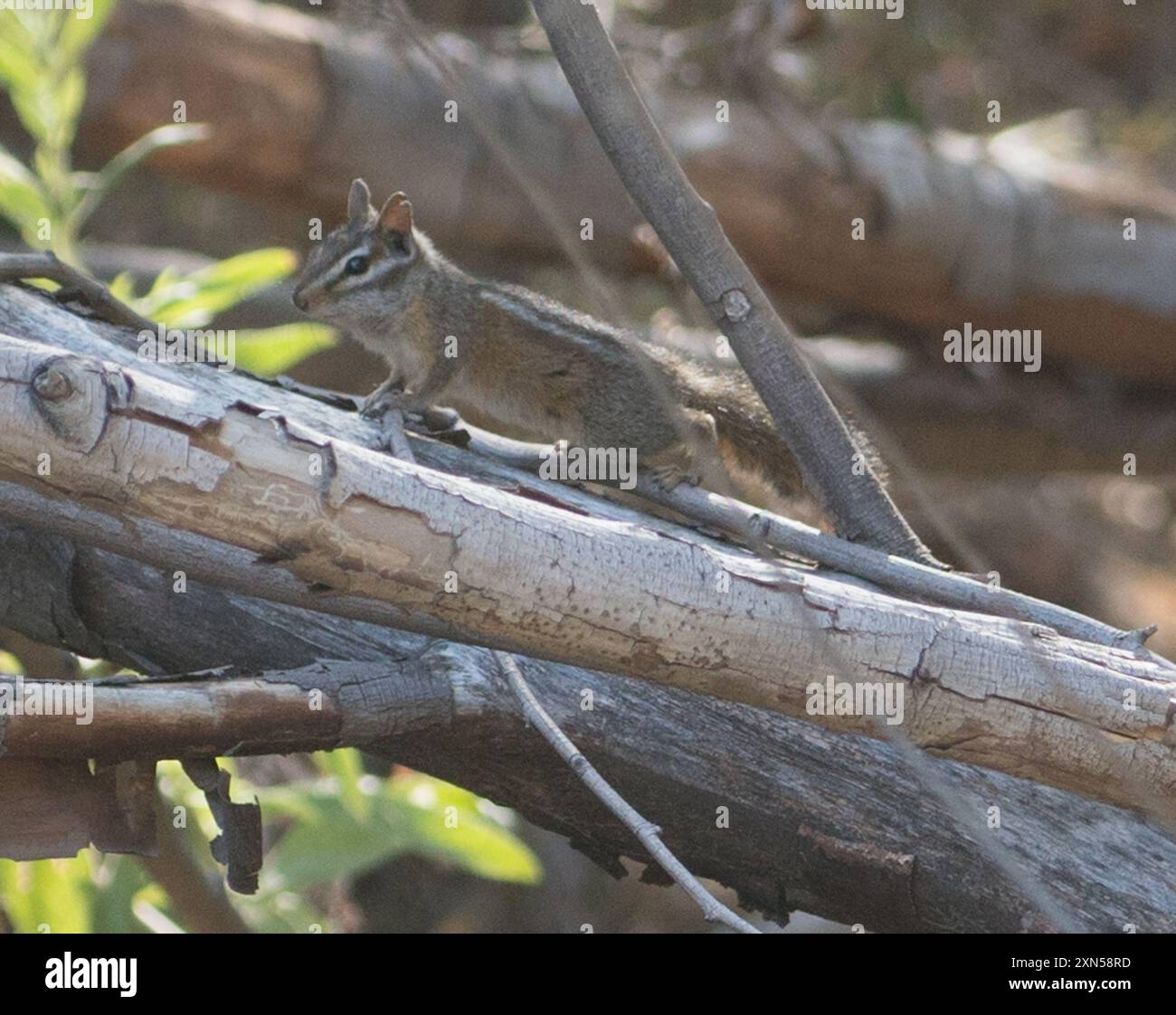 Merriam's chipmunk hi-res stock photography and images - Alamy