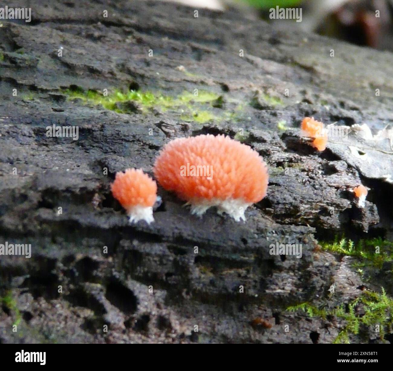 Red Raspberry Slime Mold (Tubifera ferruginosa) Protozoa Stock Photo ...