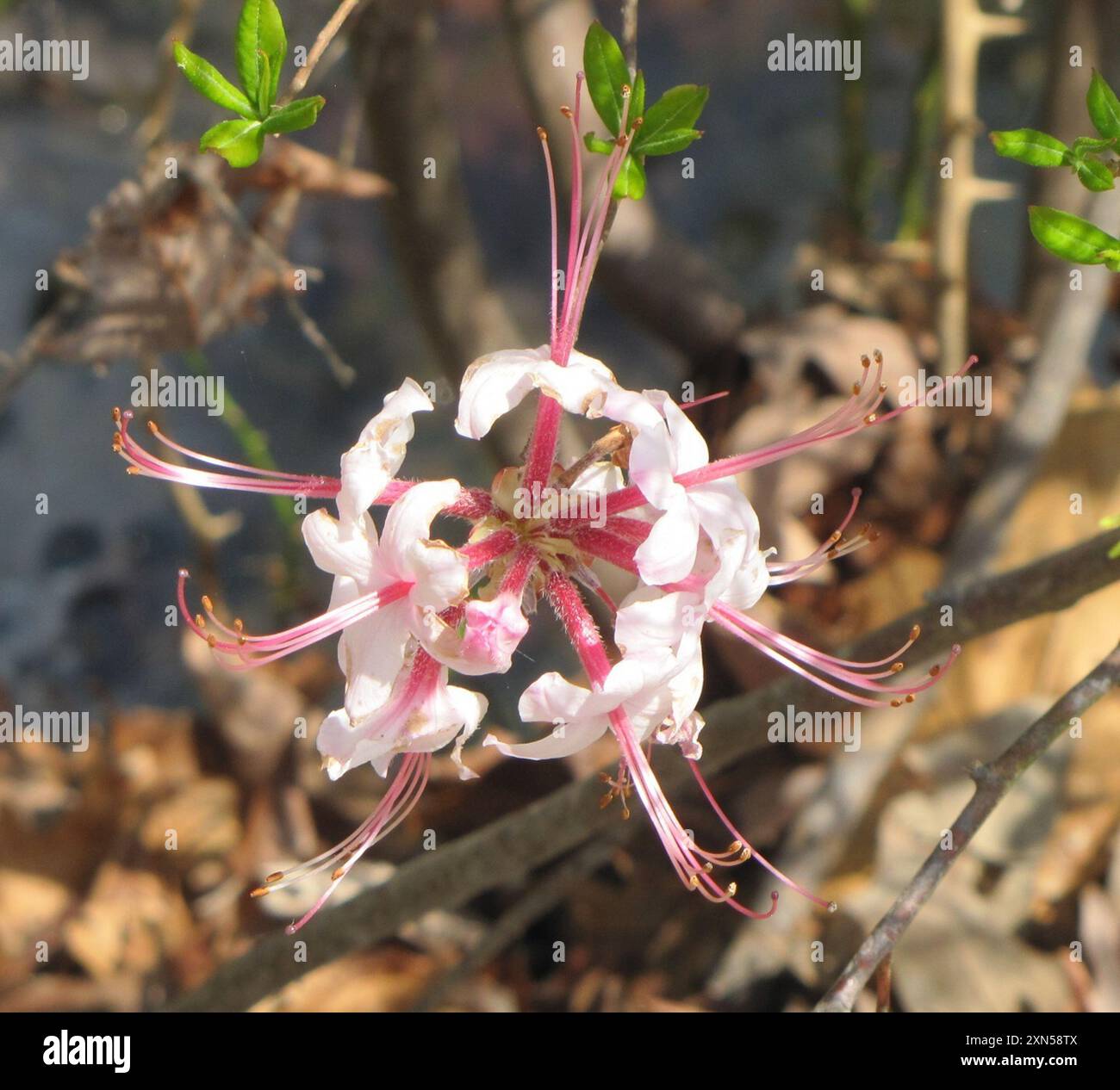 Pinxter Flower (Rhododendron periclymenoides) Plantae Stock Photo - Alamy