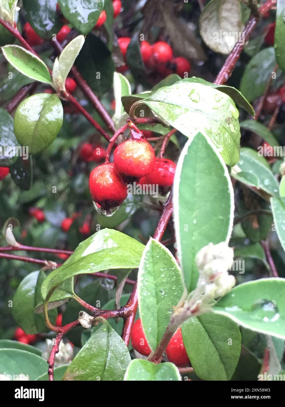 silverleaf cotoneaster (Cotoneaster pannosus) Plantae Stock Photo - Alamy