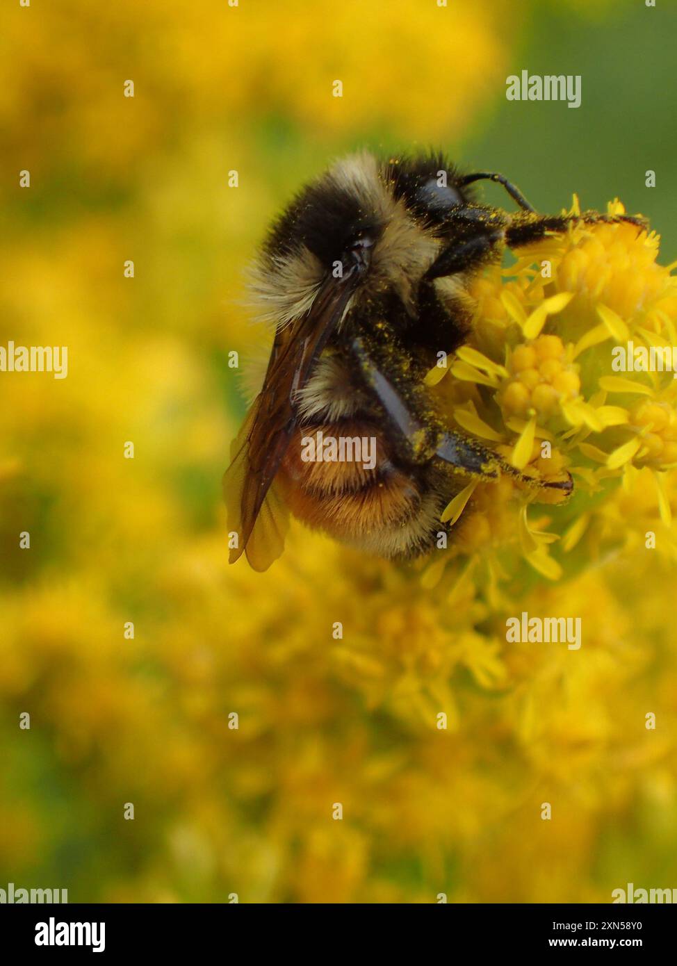 Tricolored Bumble Bee (Bombus ternarius) Insecta Stock Photo - Alamy