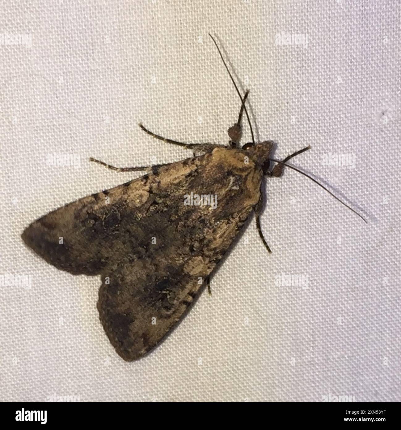 Variegated Cutworm Moth (Peridroma saucia) Insecta Stock Photo - Alamy