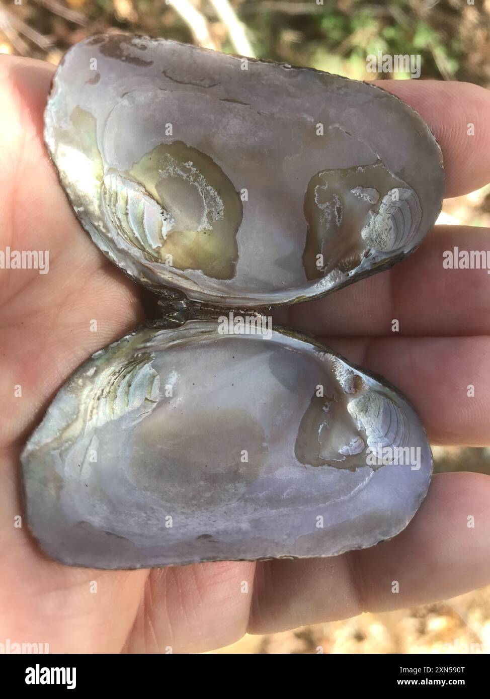 Eastern Elliptio (Elliptio complanata) Mollusca Stock Photo - Alamy