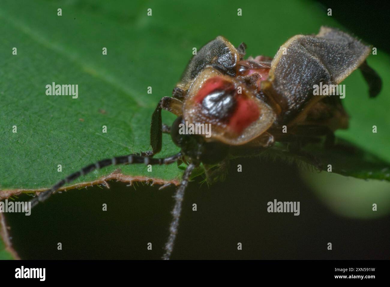 Common Eastern Firefly (Photinus pyralis) Insecta Stock Photo - Alamy