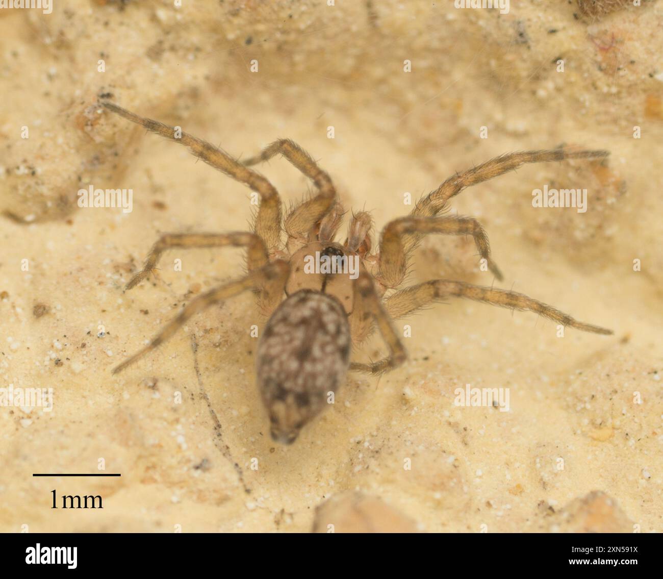 Wall Spider (Oecobius navus) Arachnida Stock Photo - Alamy