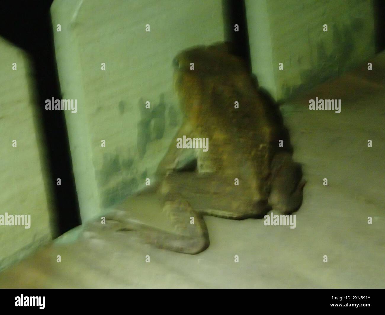 Giant Toad (Rhinella horribilis) Amphibia Stock Photo - Alamy
