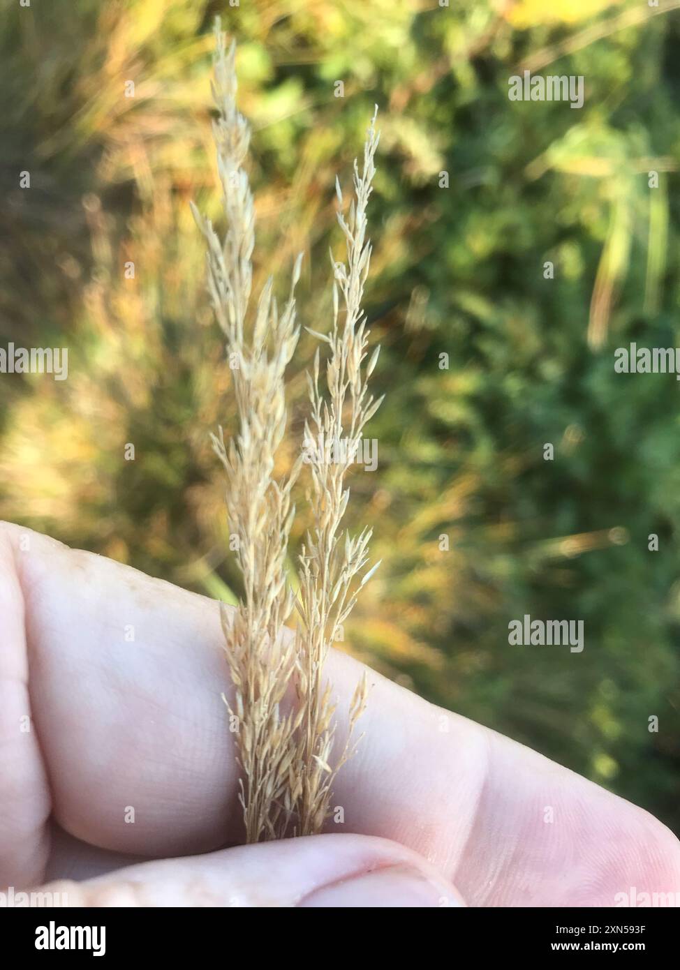 canadian bluejoint (Calamagrostis canadensis) Plantae Stock Photo - Alamy