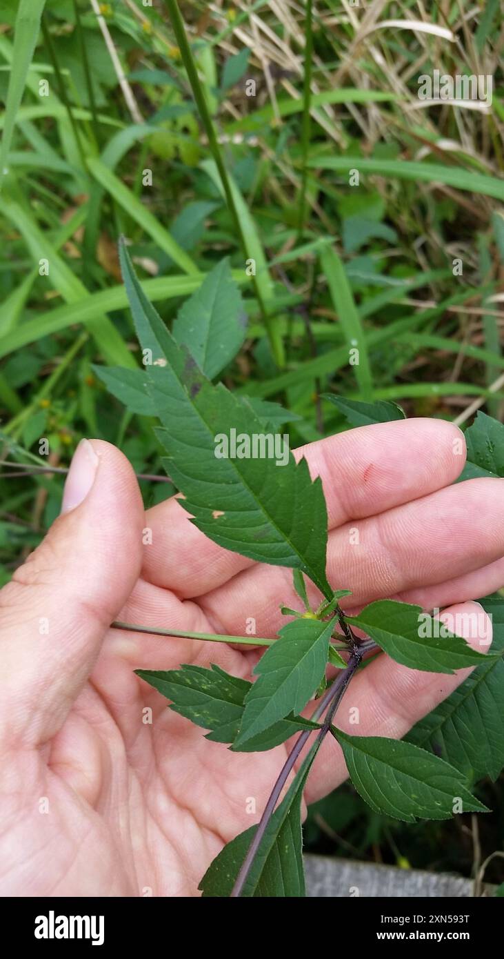 Devil's Beggarticks (Bidens frondosa) Plantae Stock Photo - Alamy