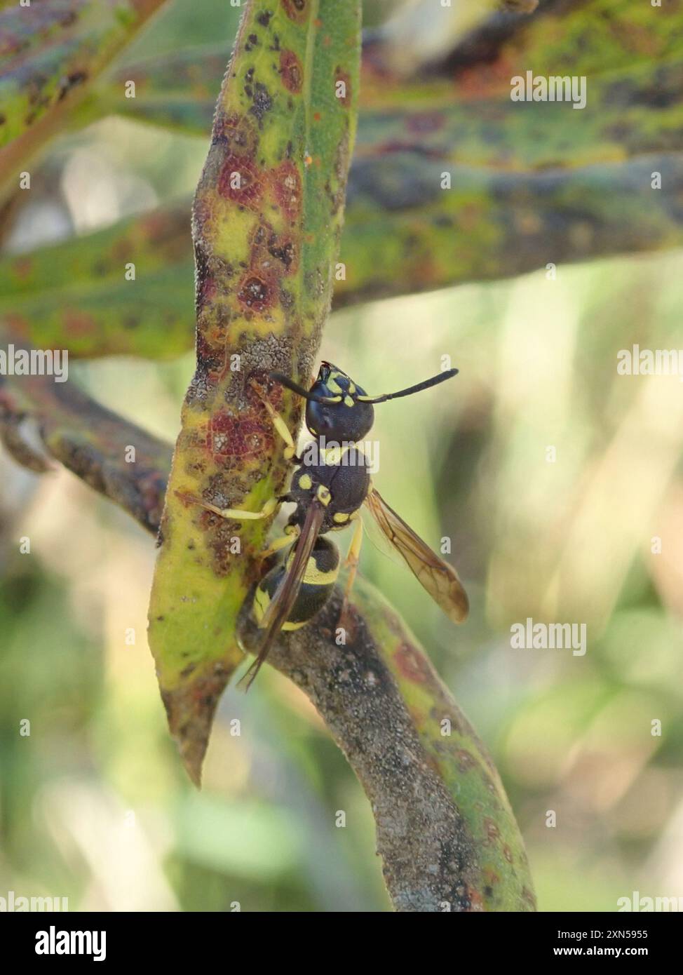European tube wasp (Ancistrocerus gazella) Insecta Stock Photo - Alamy