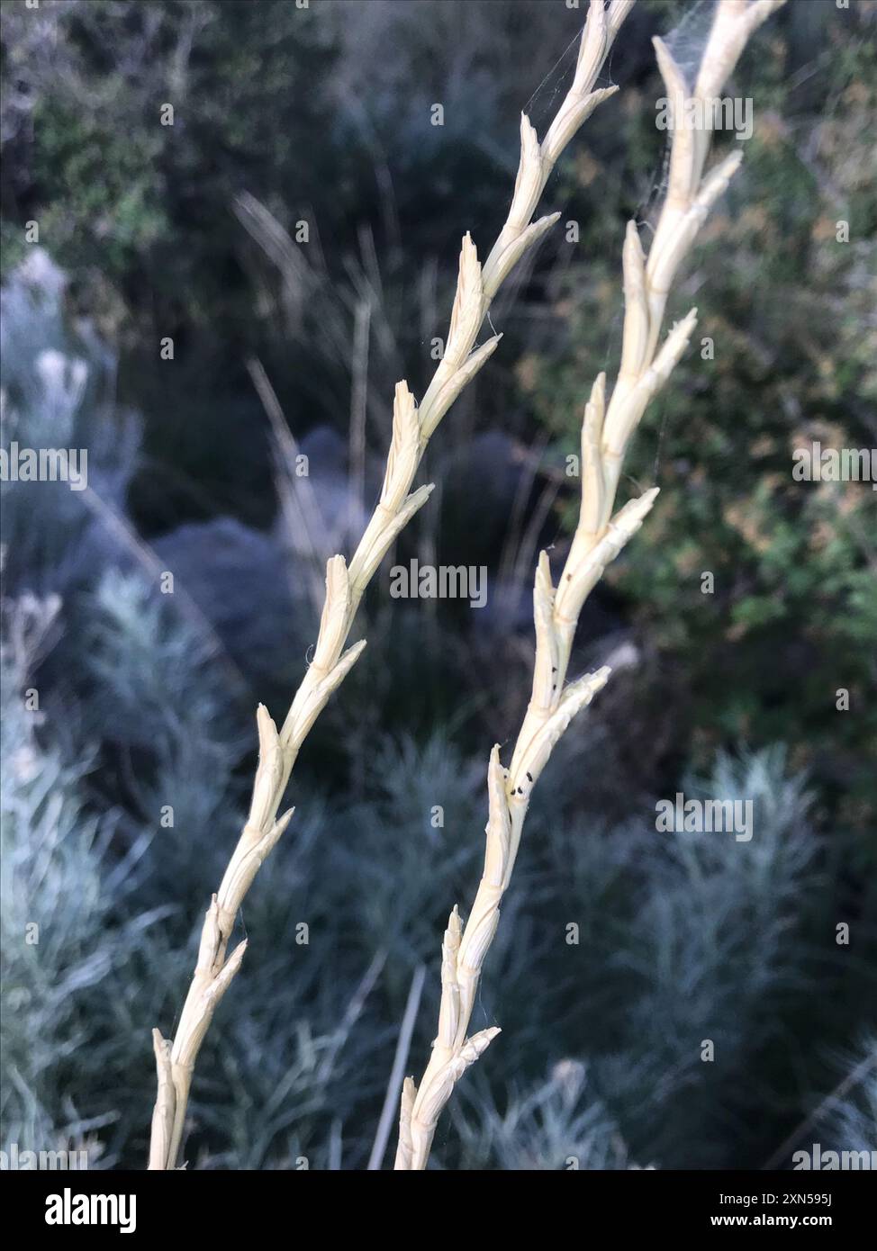 Tall Wheat Grass (Thinopyrum obtusiflorum) Plantae Stock Photo - Alamy