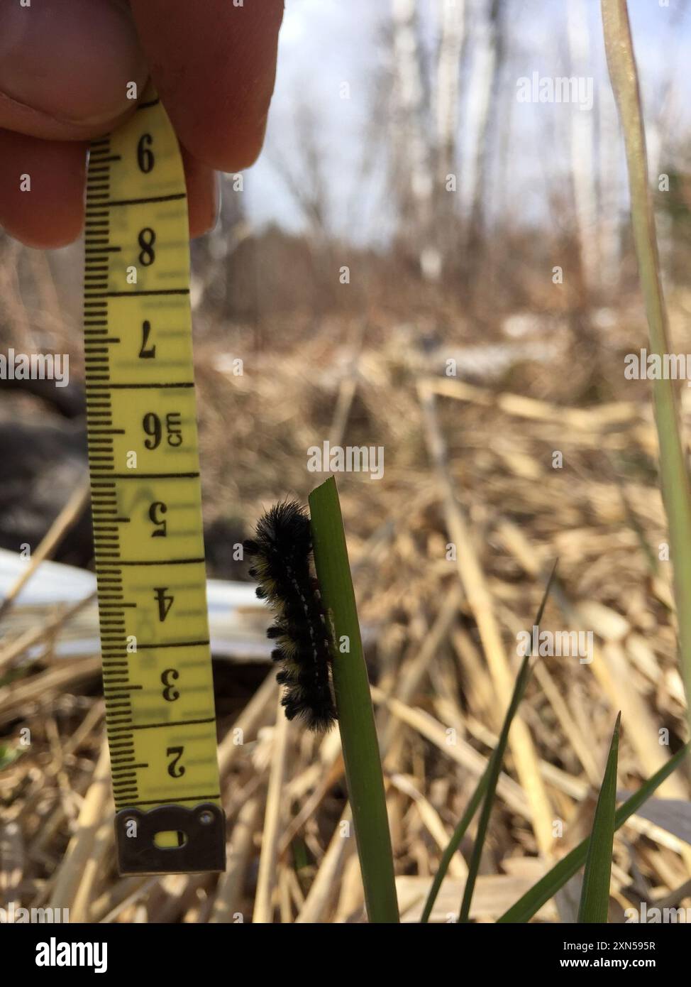 Virginia Ctenucha Moth (Ctenucha virginica) Insecta Stock Photo - Alamy