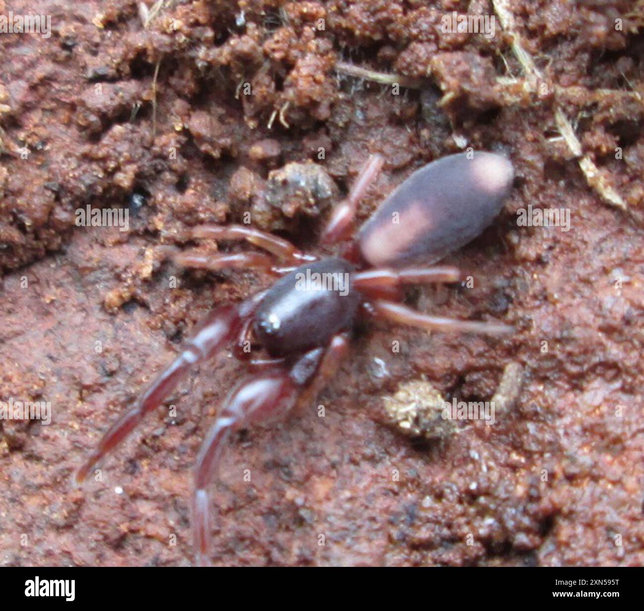 Two-Spotted Palpimanid Spider (Diaphorocellus biplagiatus) Arachnida ...