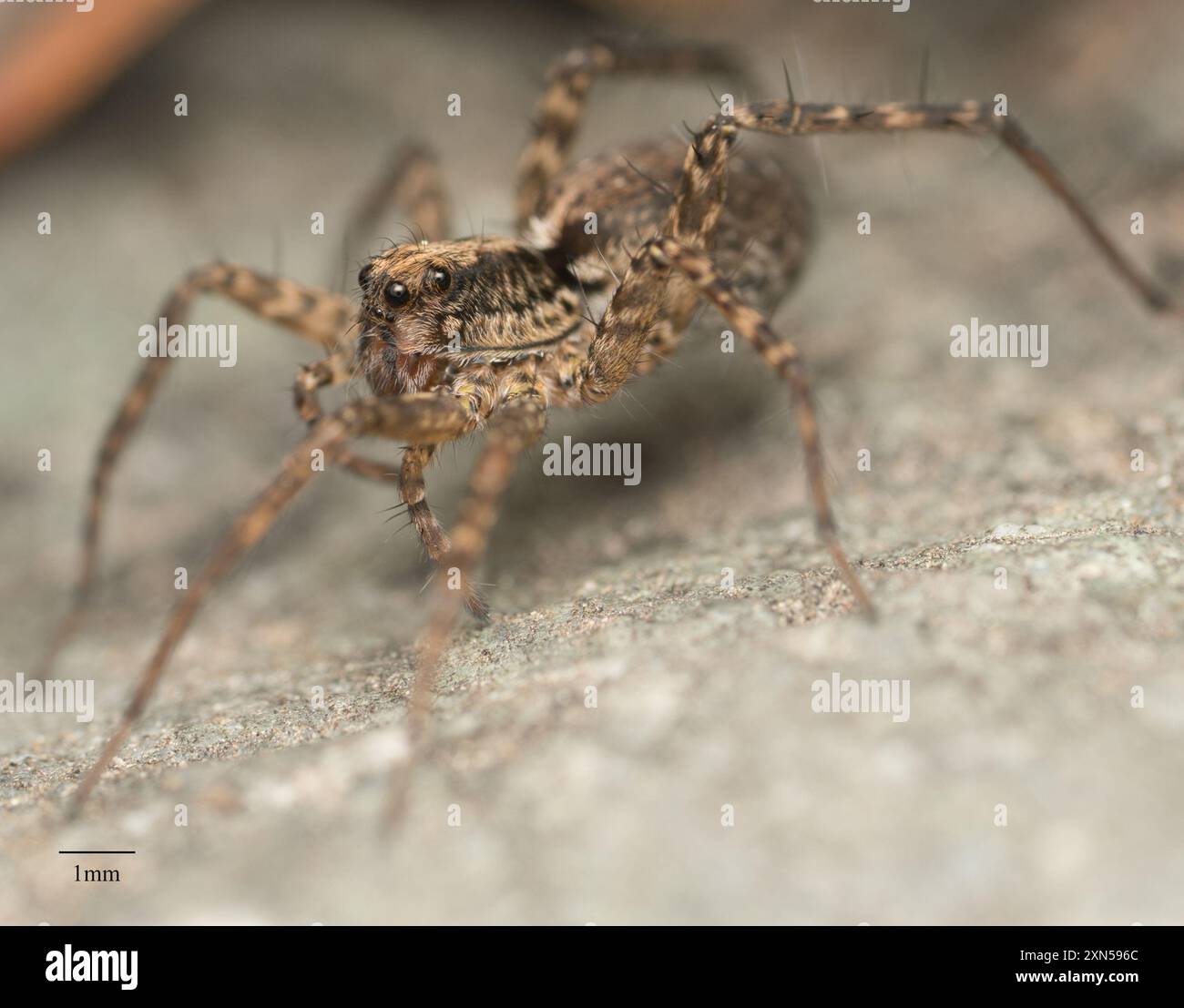 Wolf Spiders (Lycosidae) Arachnida Stock Photo - Alamy
