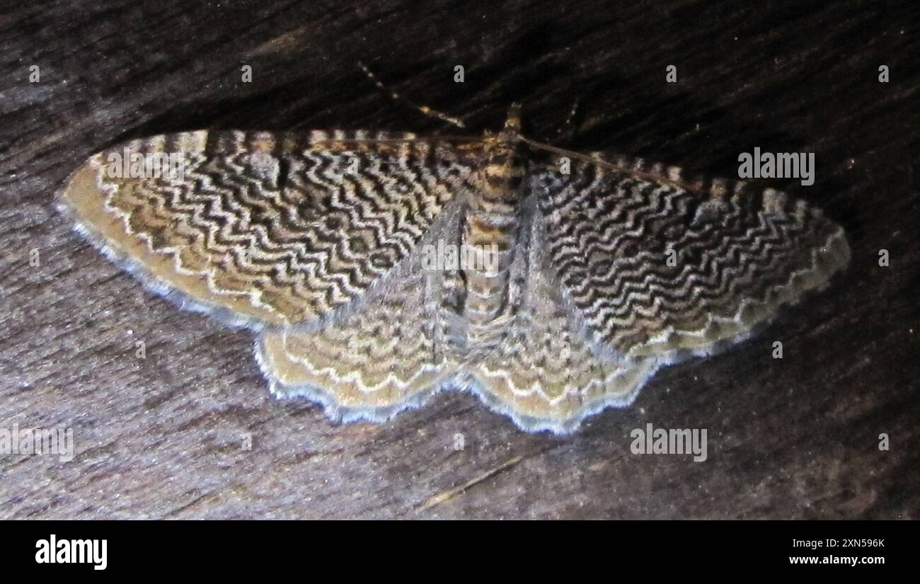 Cherry Scallop Shell Moth (Hydria prunivorata) Insecta Stock Photo - Alamy