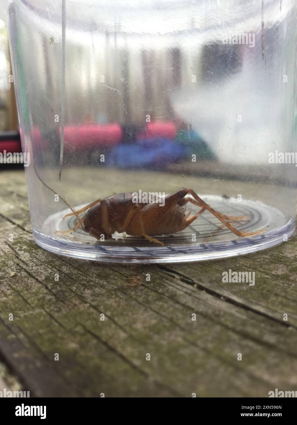 Camel Crickets, Cave Crickets, and Cave Wēta (Rhaphidophoridae) Insecta ...