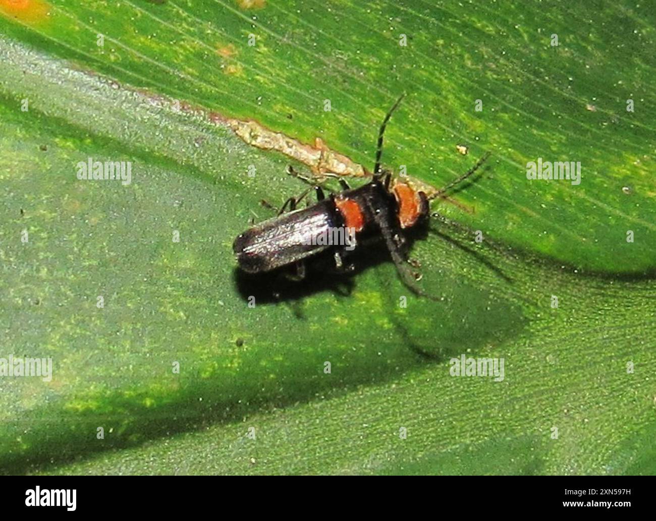 Soldier Beetles (Cantharidae) Insecta Stock Photo - Alamy