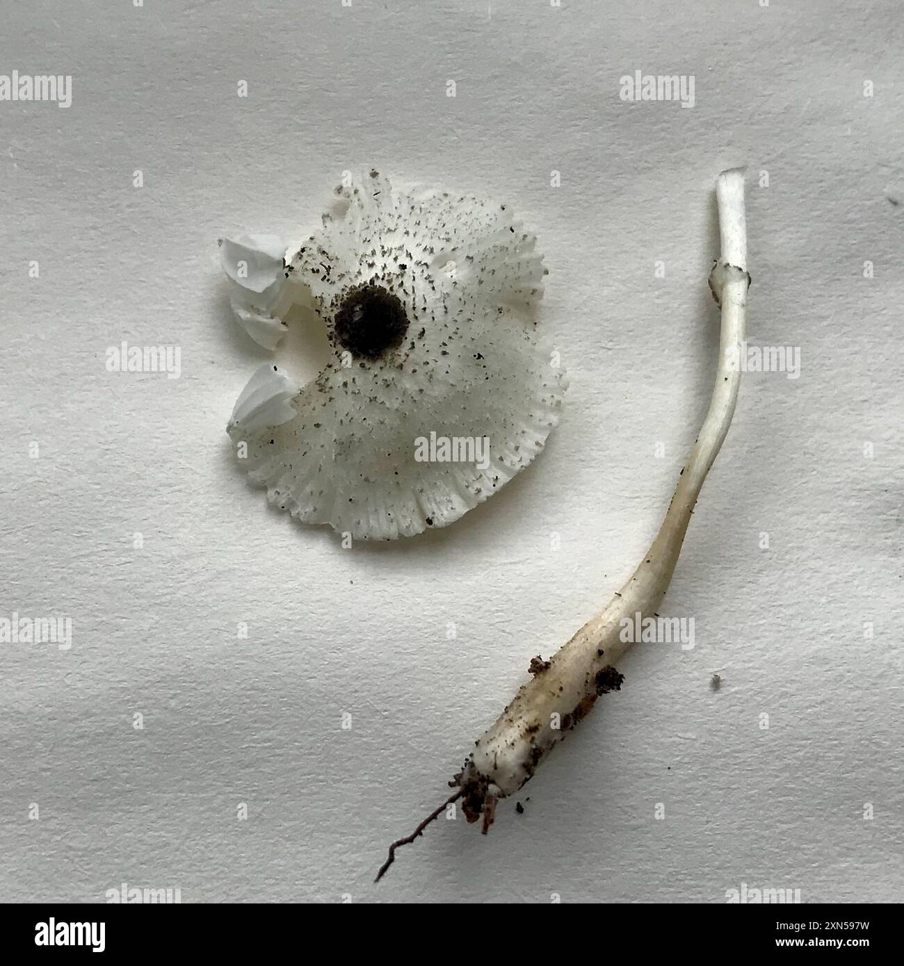 Skullcap Dapperling (Leucocoprinus brebissonii) Fungi Stock Photo - Alamy