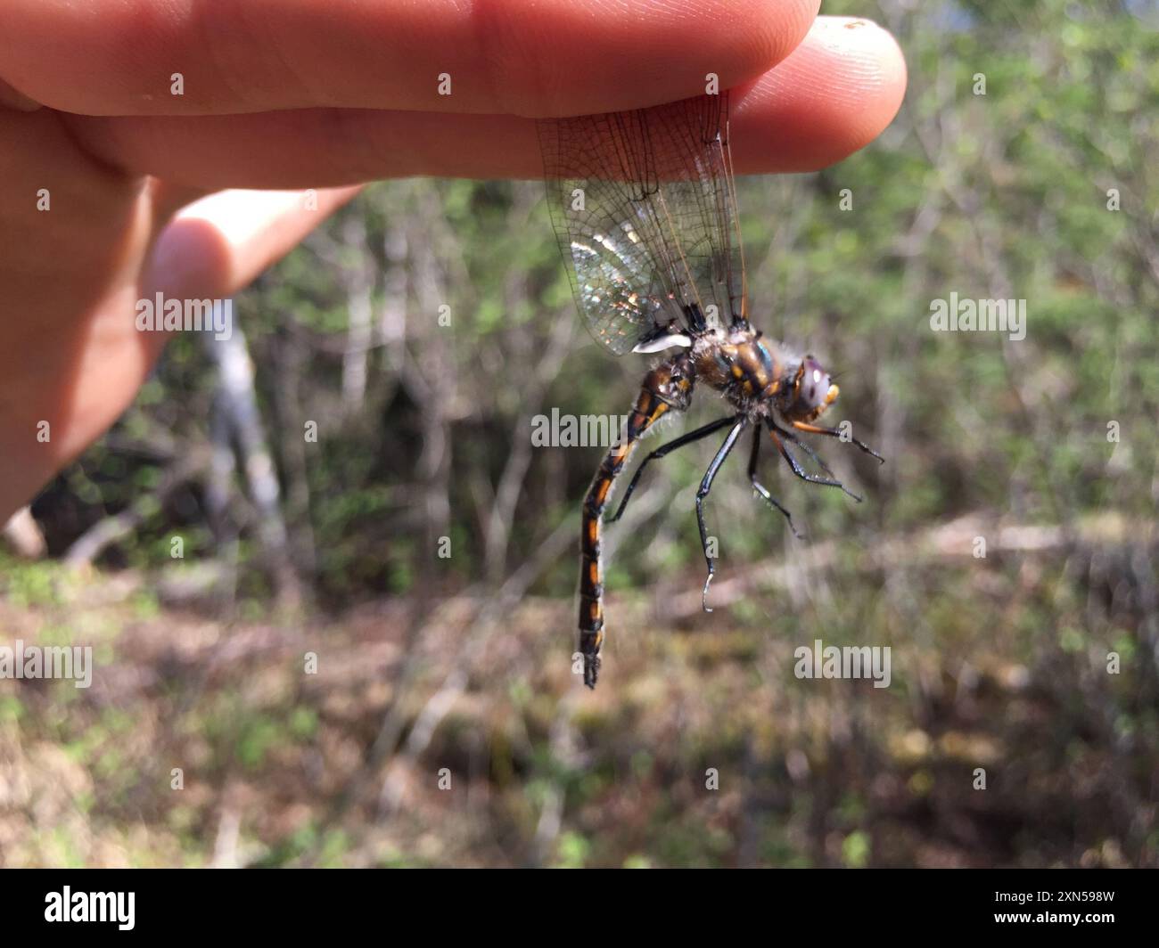 Beaverpond Baskettail (Epitheca canis) Insecta Stock Photo - Alamy