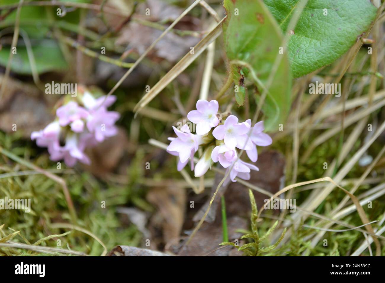 trailing arbutus (Epigaea repens) Plantae Stock Photo - Alamy