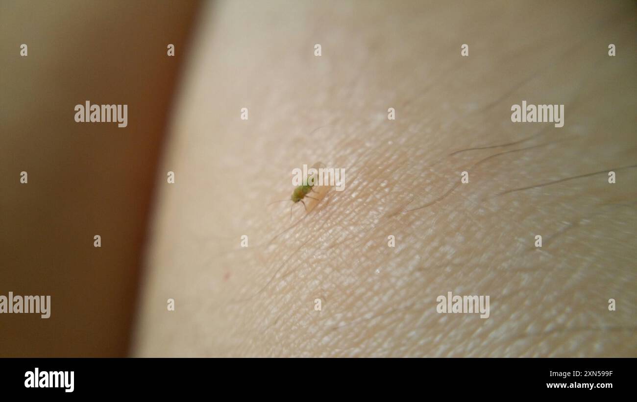 Psylloids (Psylloidea) Insecta Stock Photo - Alamy