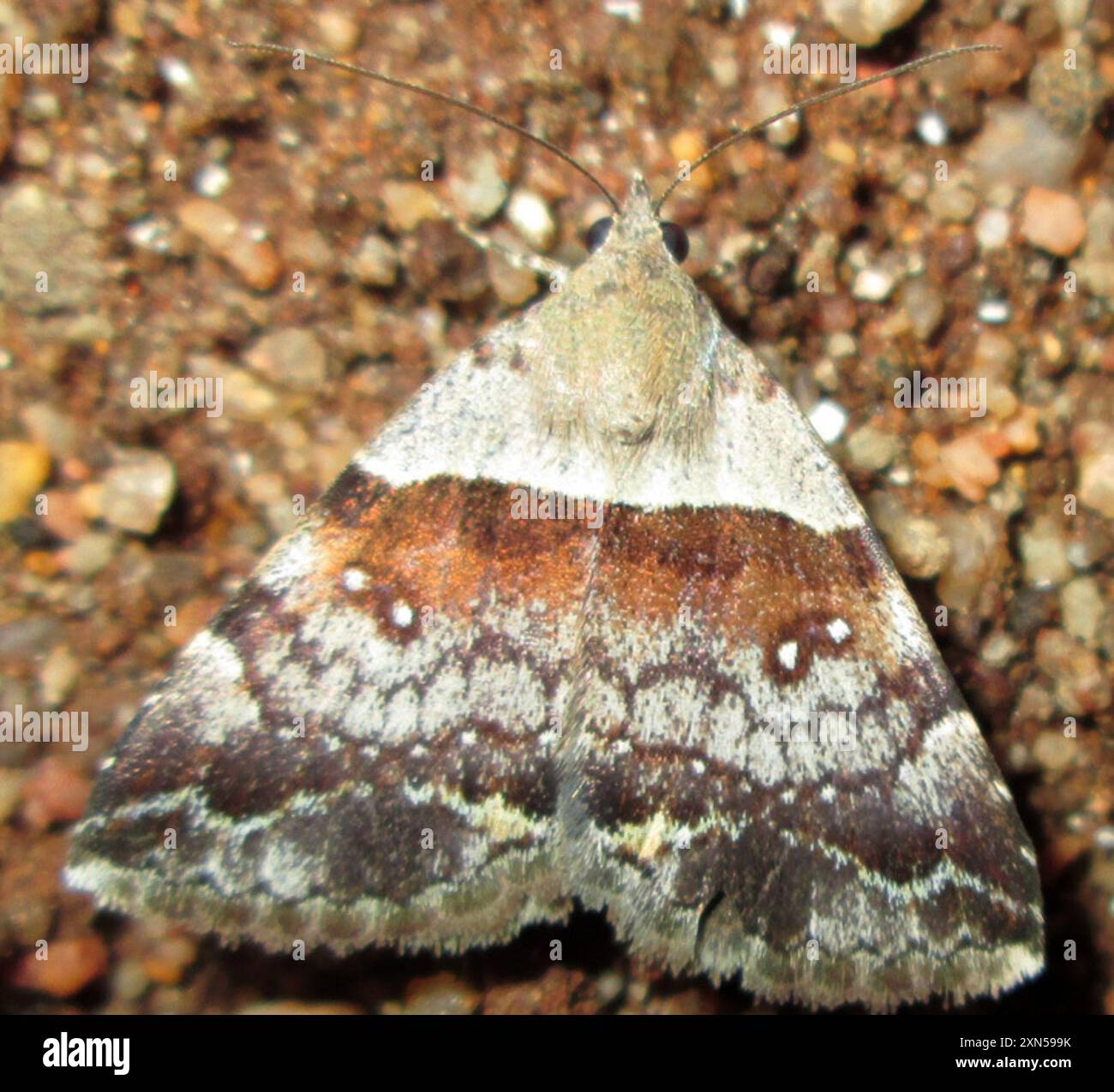 Butterflies and Moths (Lepidoptera) Insecta Stock Photo - Alamy