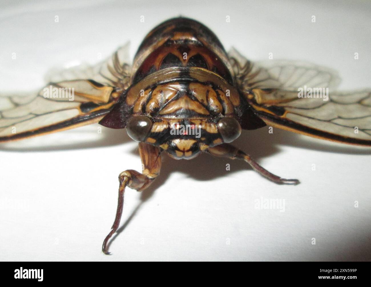 Savanna Sharpcollar Cicada (Oxypleura quadraticollis) Insecta Stock ...
