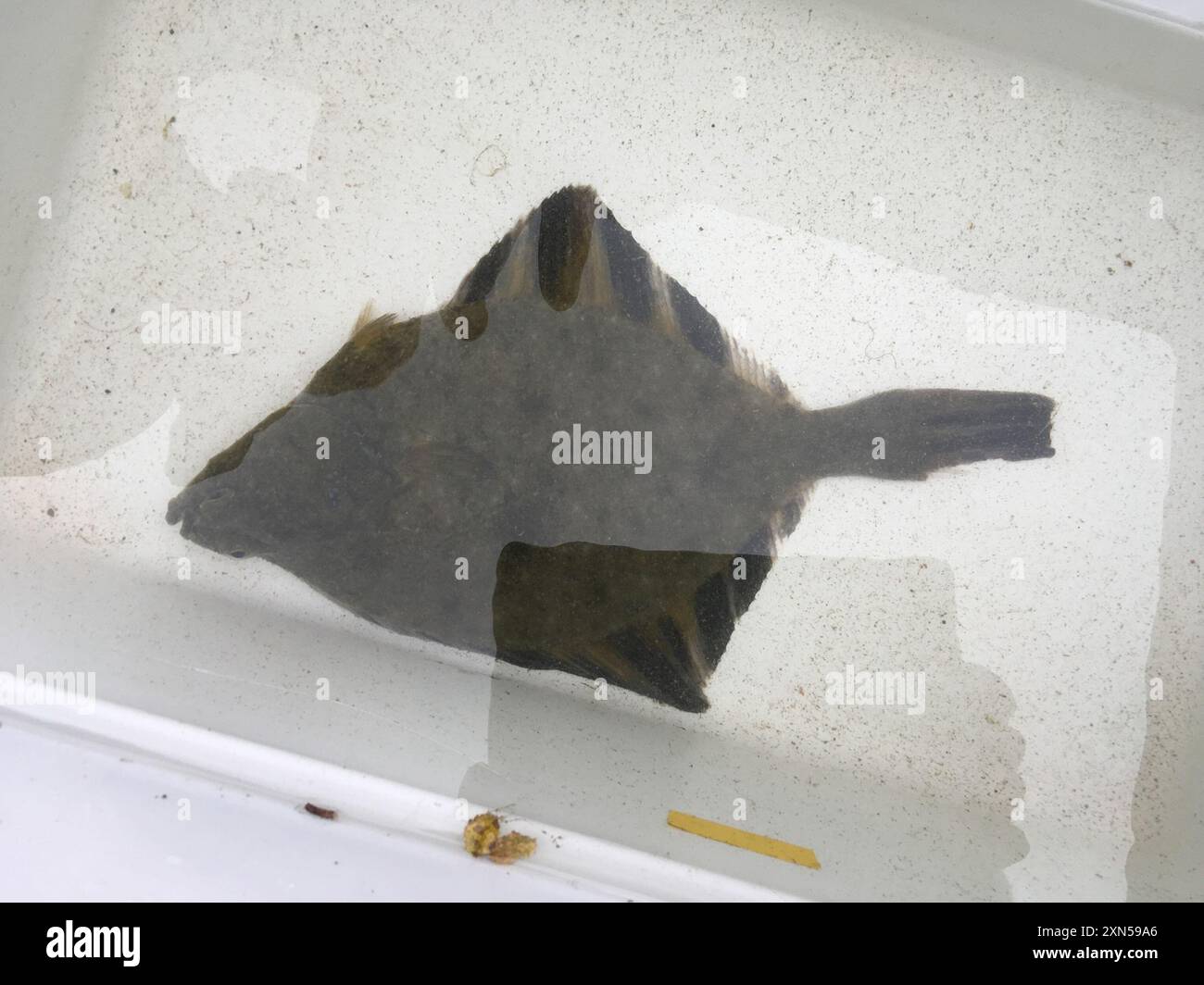 Starry Flounder (Platichthys stellatus) Actinopterygii Stock Photo - Alamy