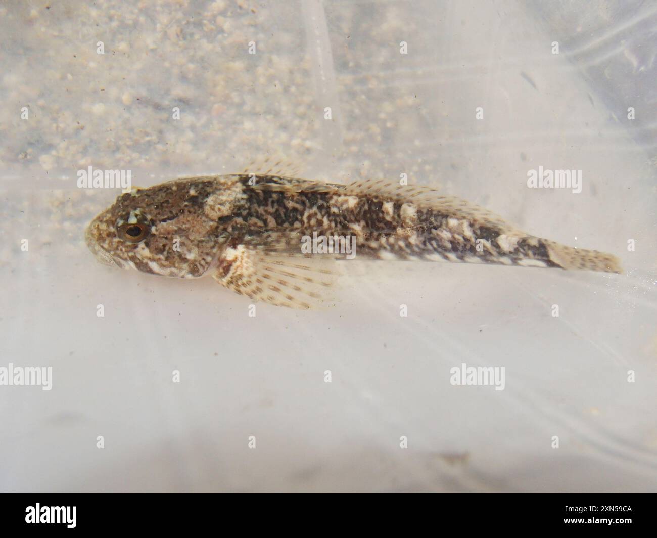 Riffle sculpin hi-res stock photography and images - Alamy