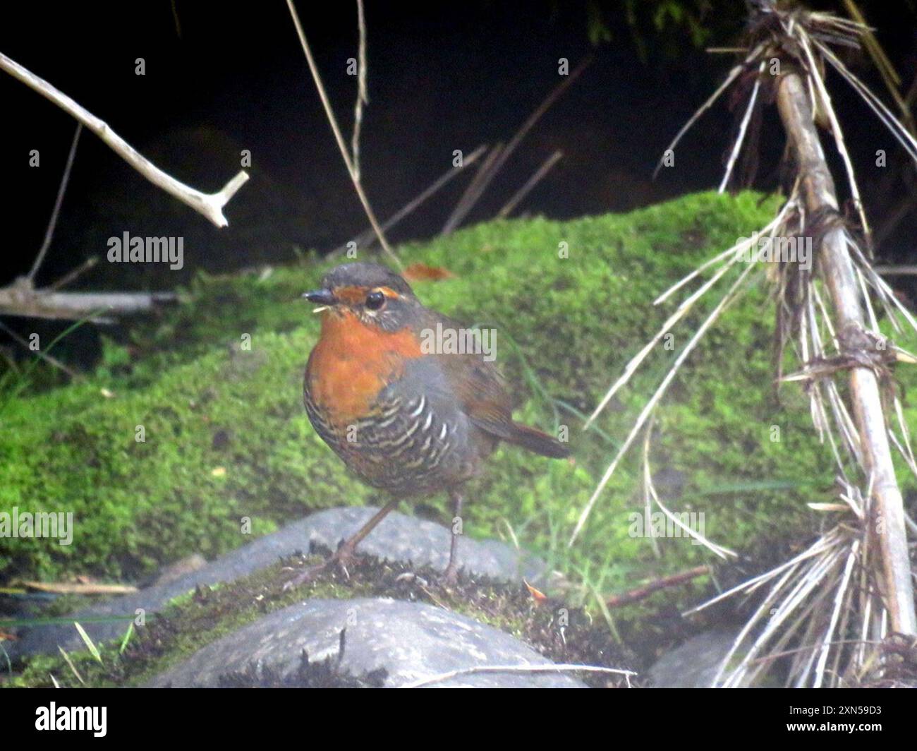 Chucao Tapaculo (Scelorchilus rubecula) Aves Stock Photo - Alamy