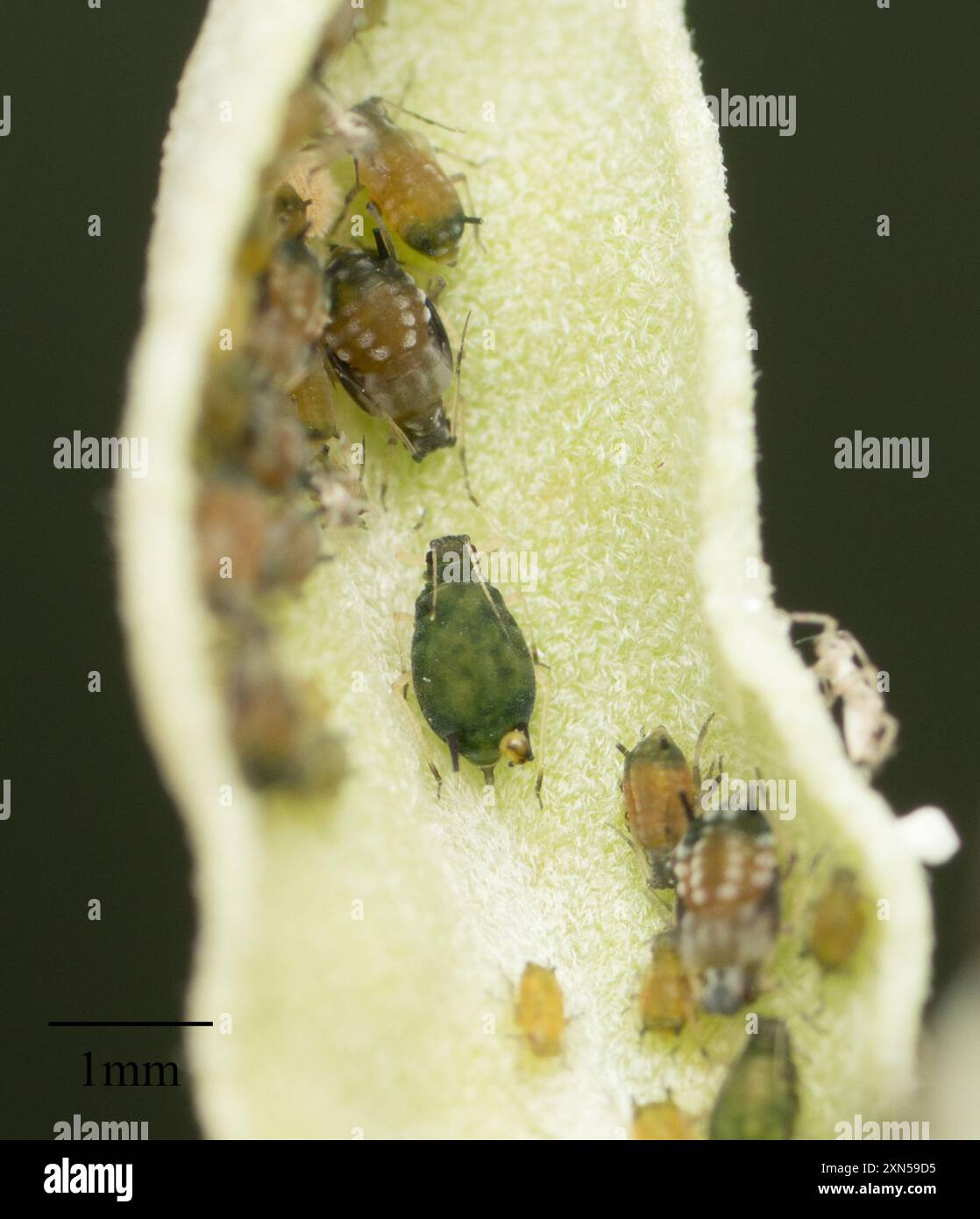 Melon Aphid (Aphis gossypii) Insecta Stock Photo - Alamy