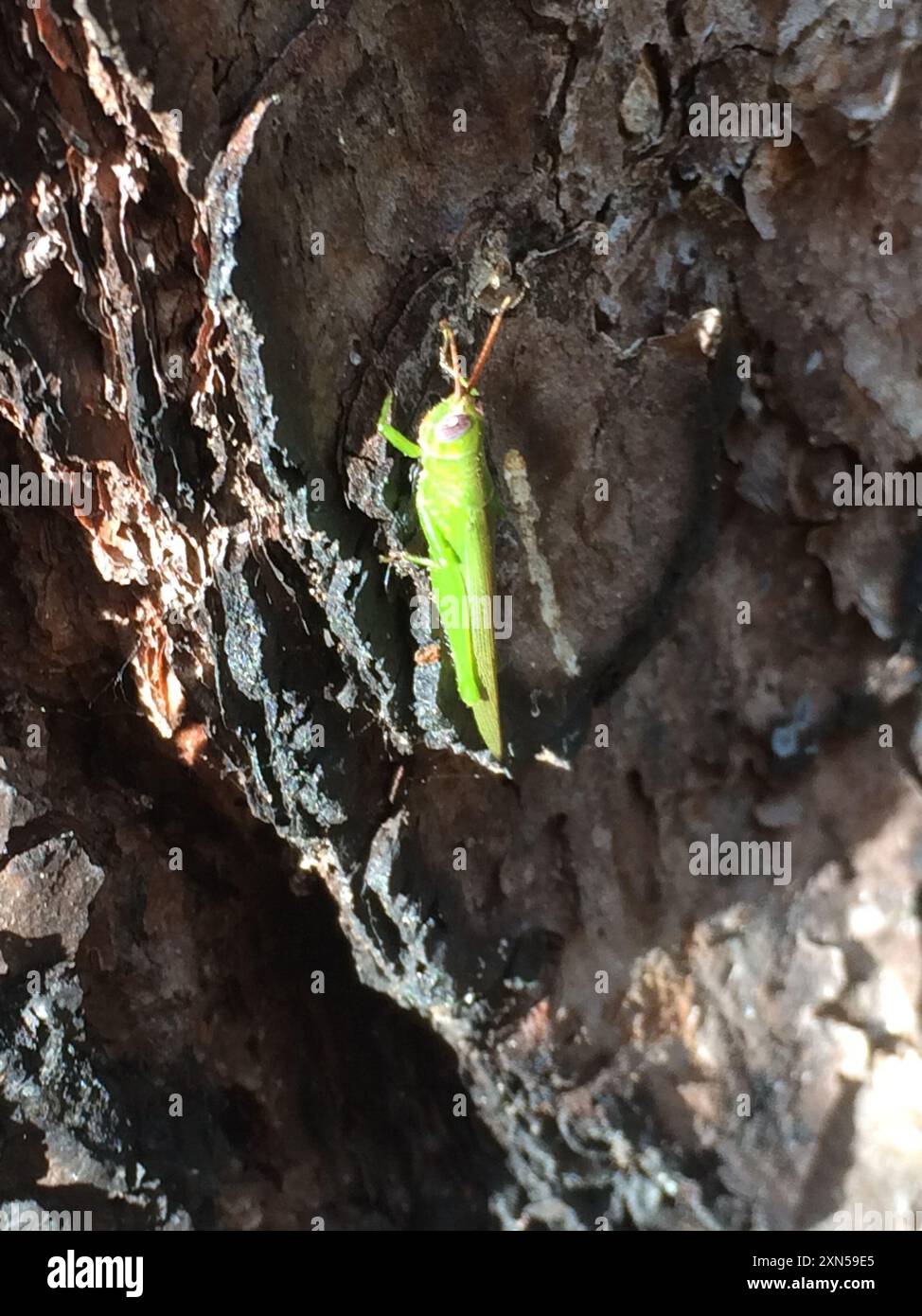 Glassy-winged Toothpick Grasshopper (Stenacris vitreipennis) Insecta ...