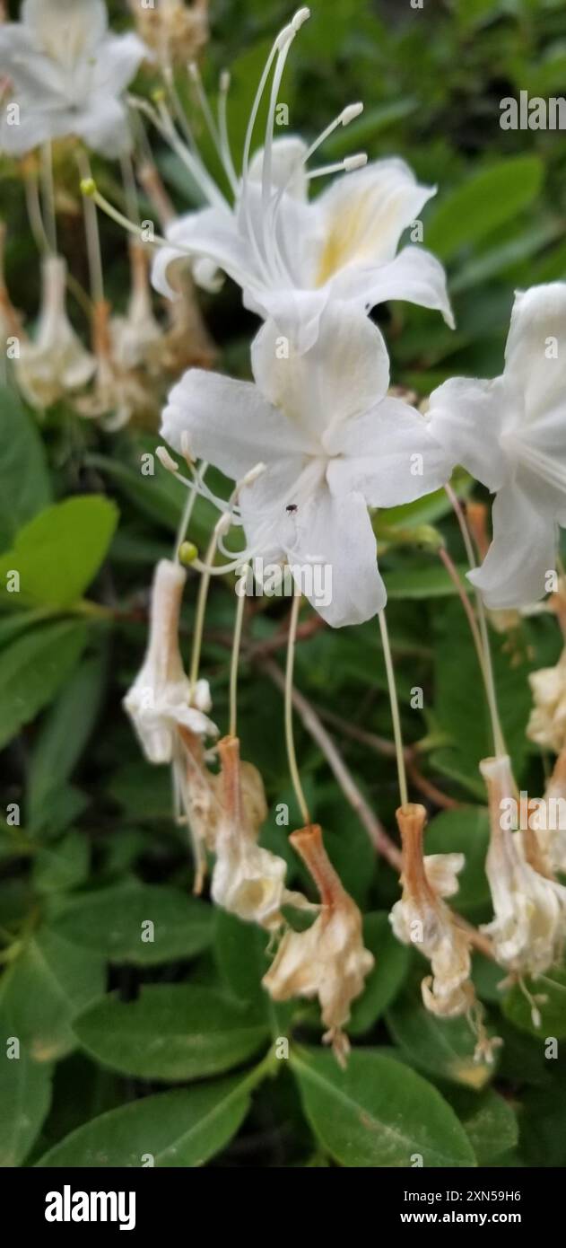 western azalea (Rhododendron occidentale) Plantae Stock Photo - Alamy