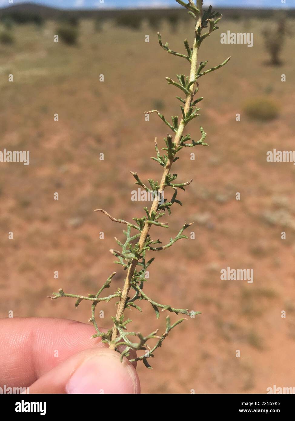 burroweed (Isocoma tenuisecta) Plantae Stock Photo - Alamy