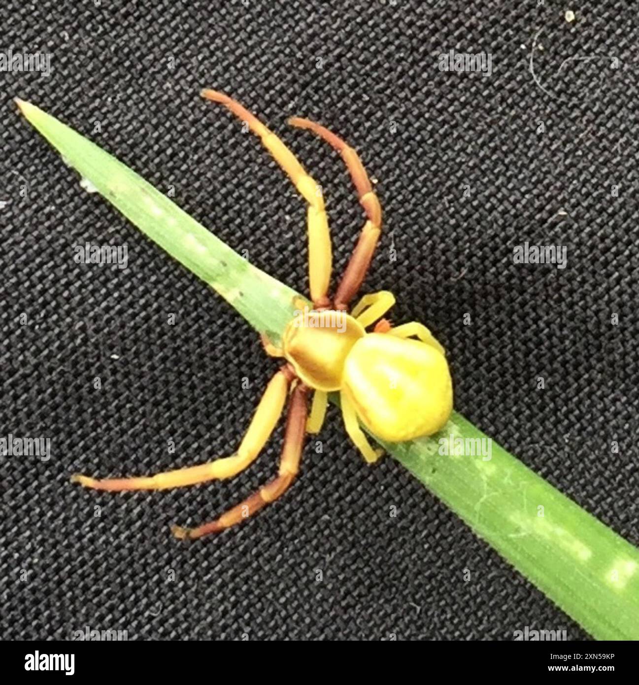 White-banded Crab Spider (Misumenoides formosipes) Arachnida Stock ...